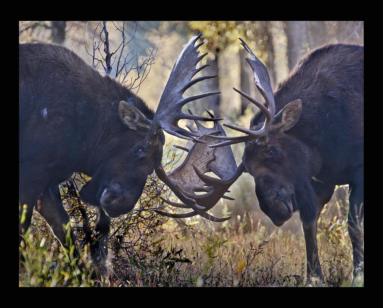 Moose Fight Closeup